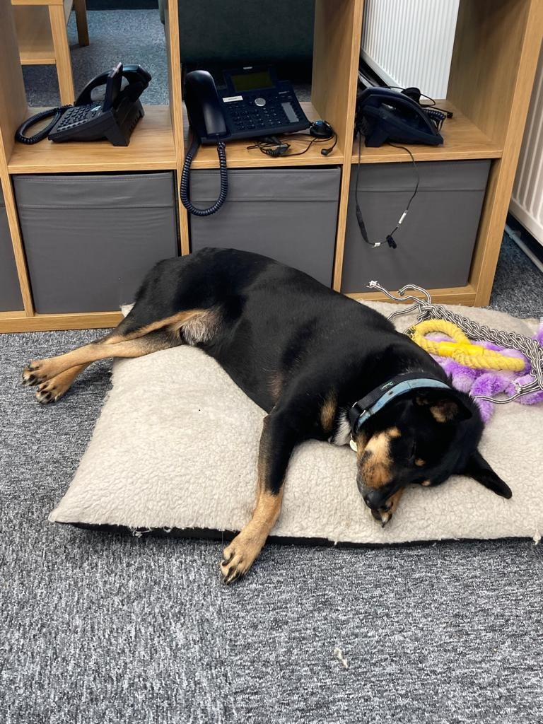 Celebrating National Dog Day - Magrathea Telecommunications Ltd