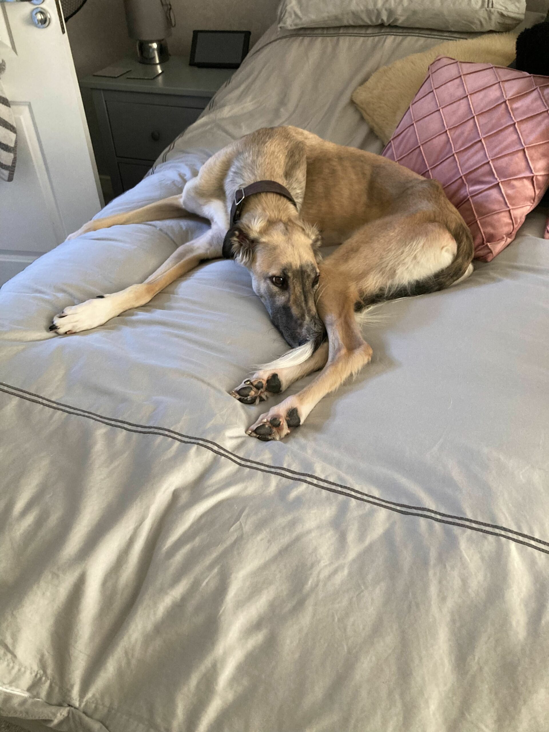 National Dog Day 2022 - Magrathea Telecommunications Ltd